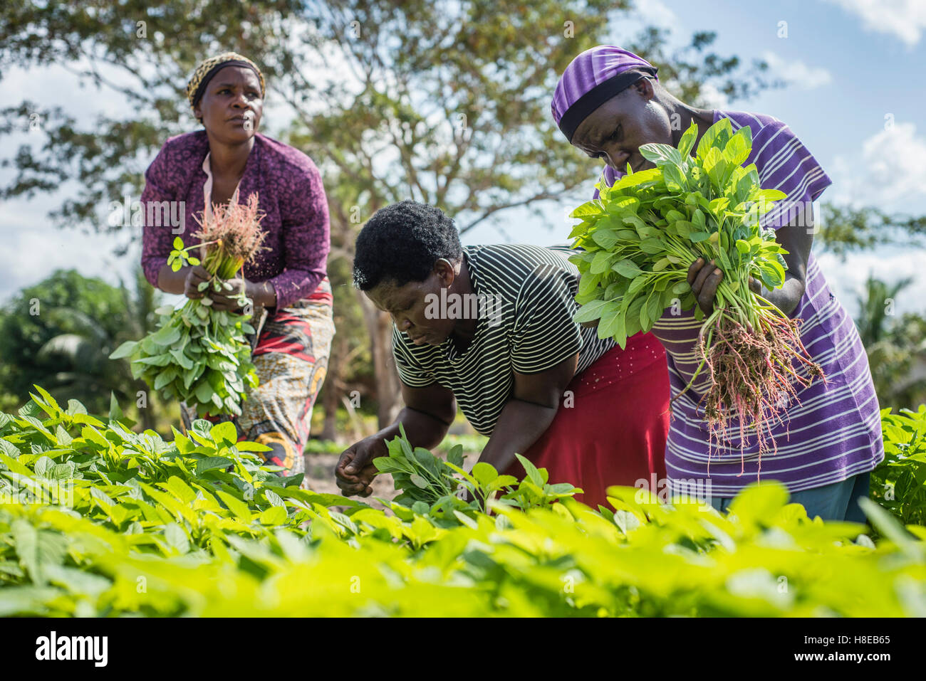 African village women gathering hi-res stock photography and images - Alamy