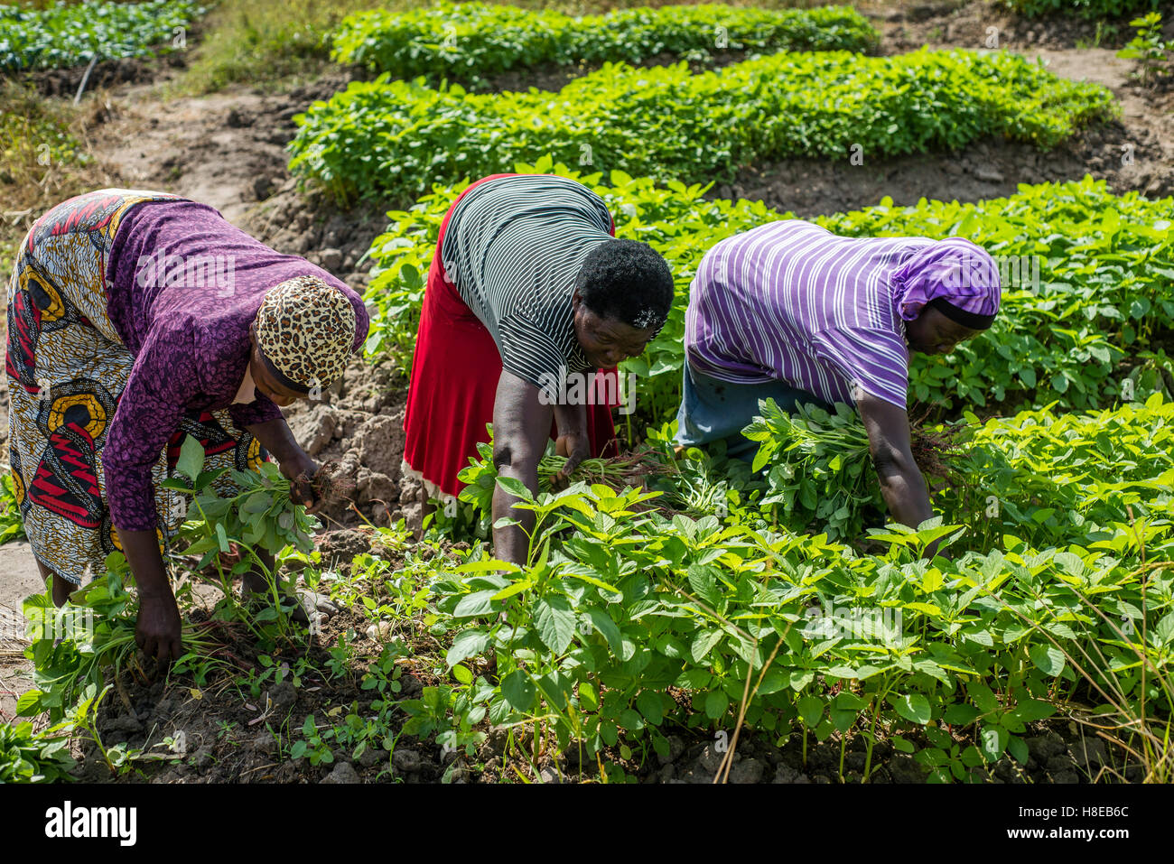 Women work in a garden in a village near Dar Es Salaam, Tanzania Stock ...