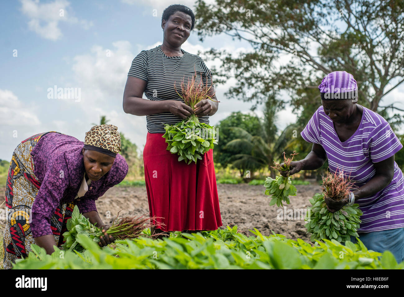 African village women gathering hi-res stock photography and images - Alamy