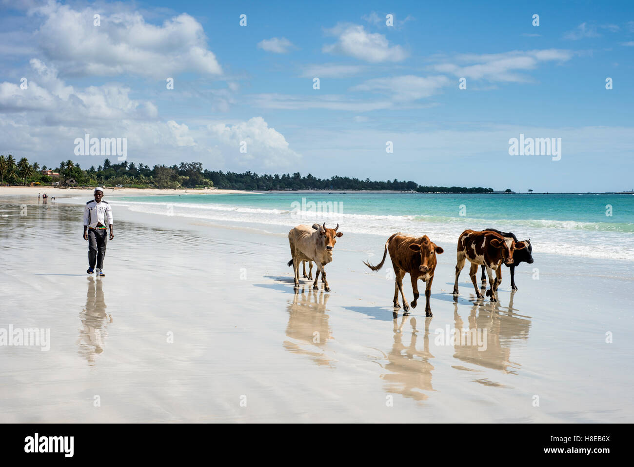 Indian bulls hi-res stock photography and images - Alamy