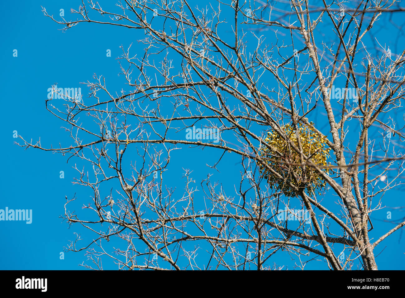 Bottom View Of Mistletoe Or Viscum, Evergreen Parasite Shrub, Growing ...