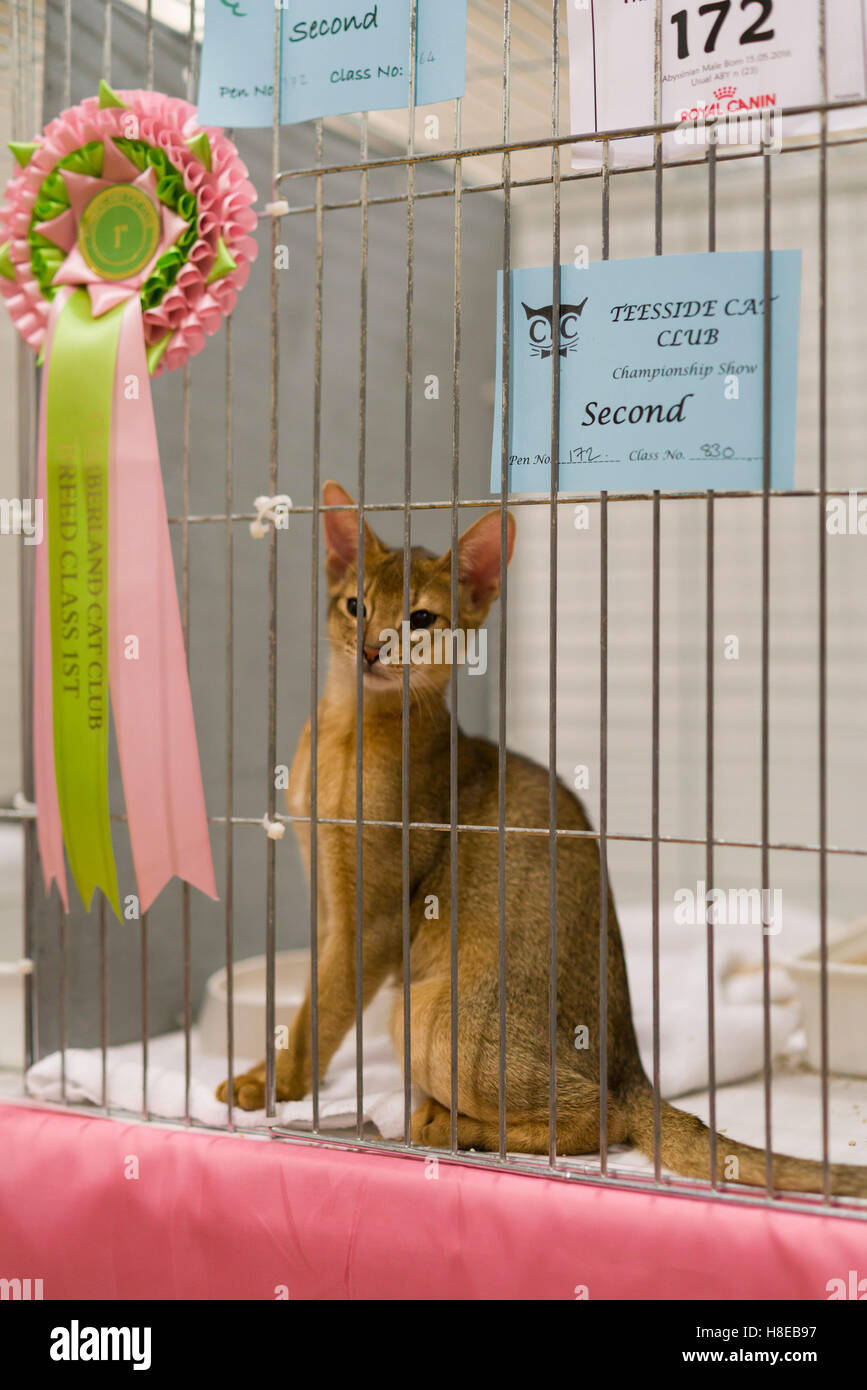 Winner cat show hi-res stock photography and images - Alamy