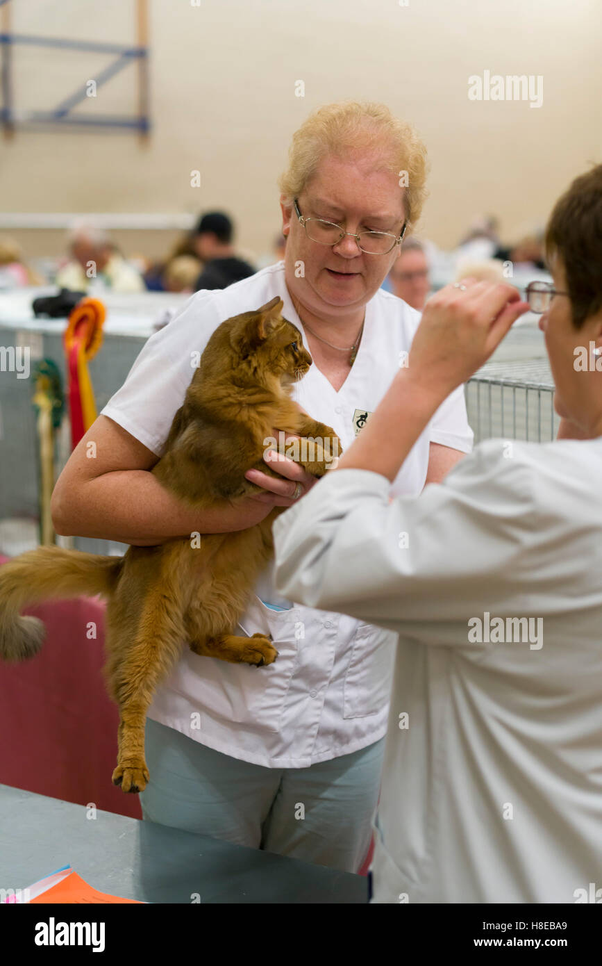 The club breeding cats hi-res stock photography and images - Alamy