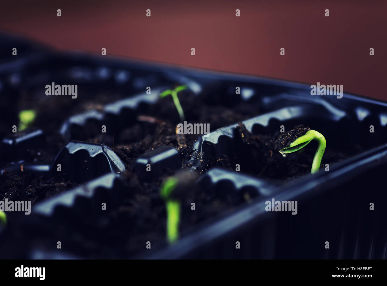 box with small sprout from seeds Stock Photo - Alamy