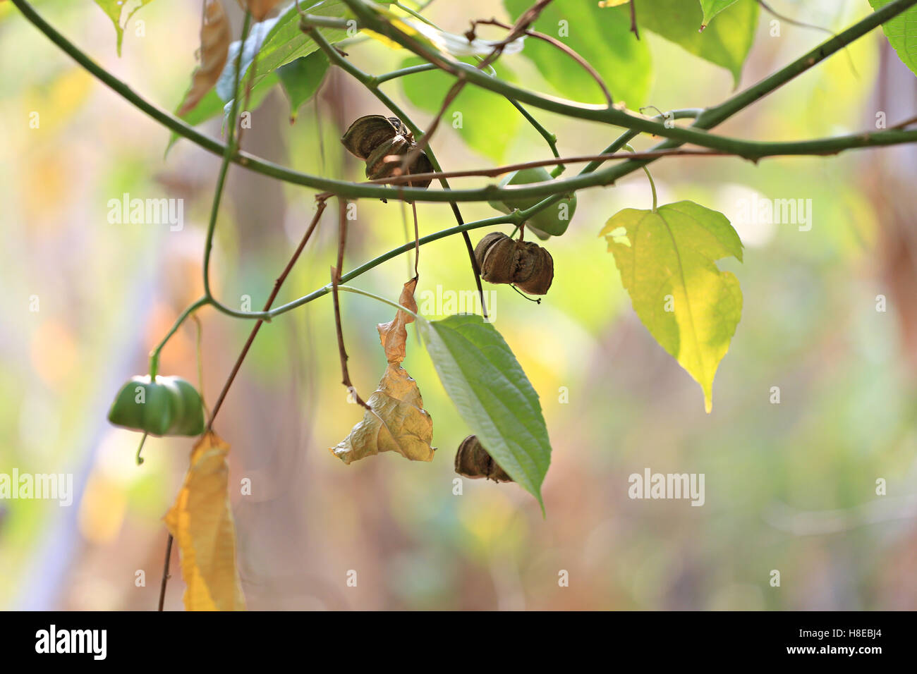 Legumes of Sacha inchi or Inca peanut tree,Tropical herbs that are ...