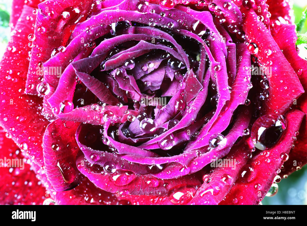 Rose bud drop macro Stock Photo - Alamy