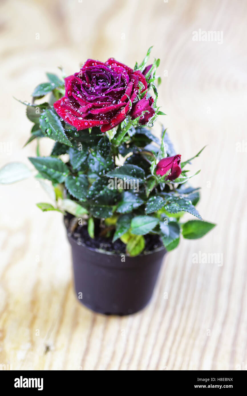 rose drop pot macro Stock Photo - Alamy