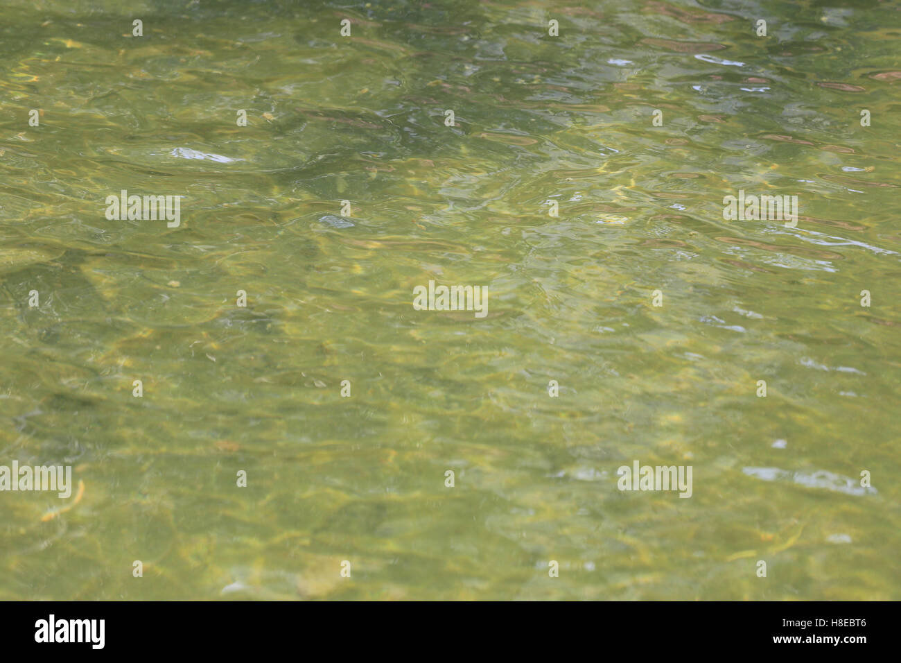 Abstract yellow water in pond for the design background Stock Photo - Alamy