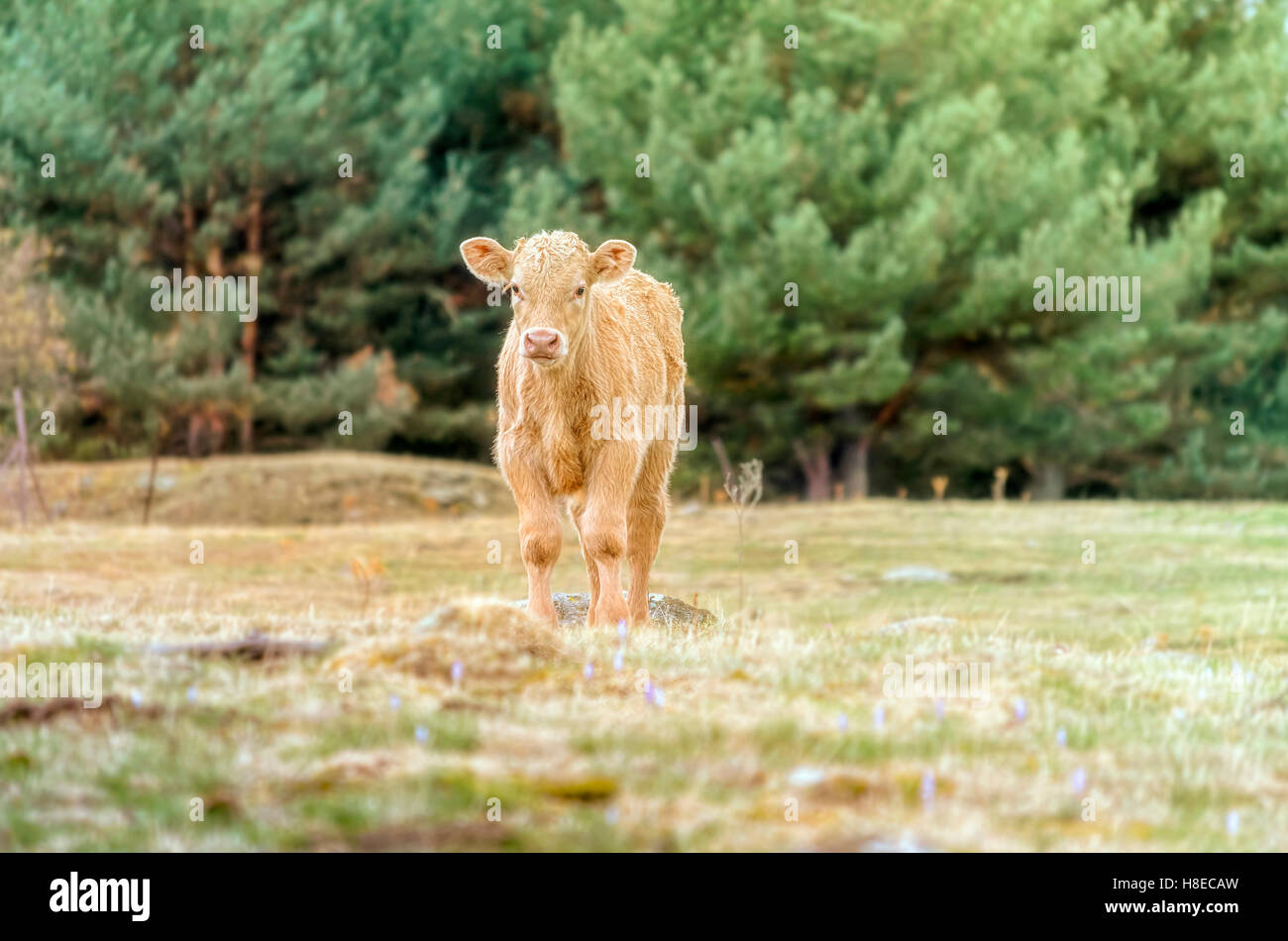 Heifer (female with brown hair) looking at from the meadow. Autumn ...