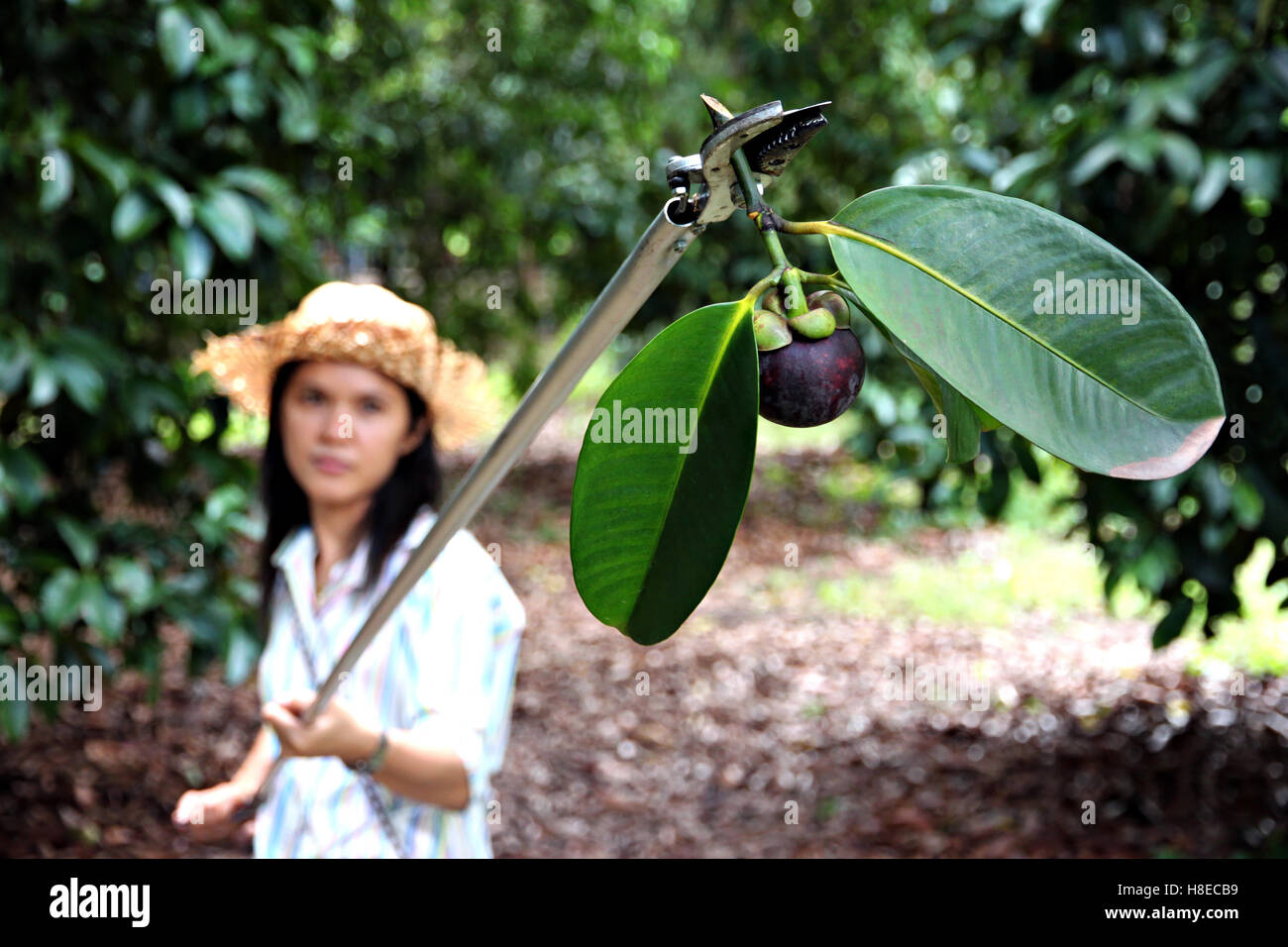 Women farmers are harvesting ripe mangosteen in the Orchard,Thailand ...