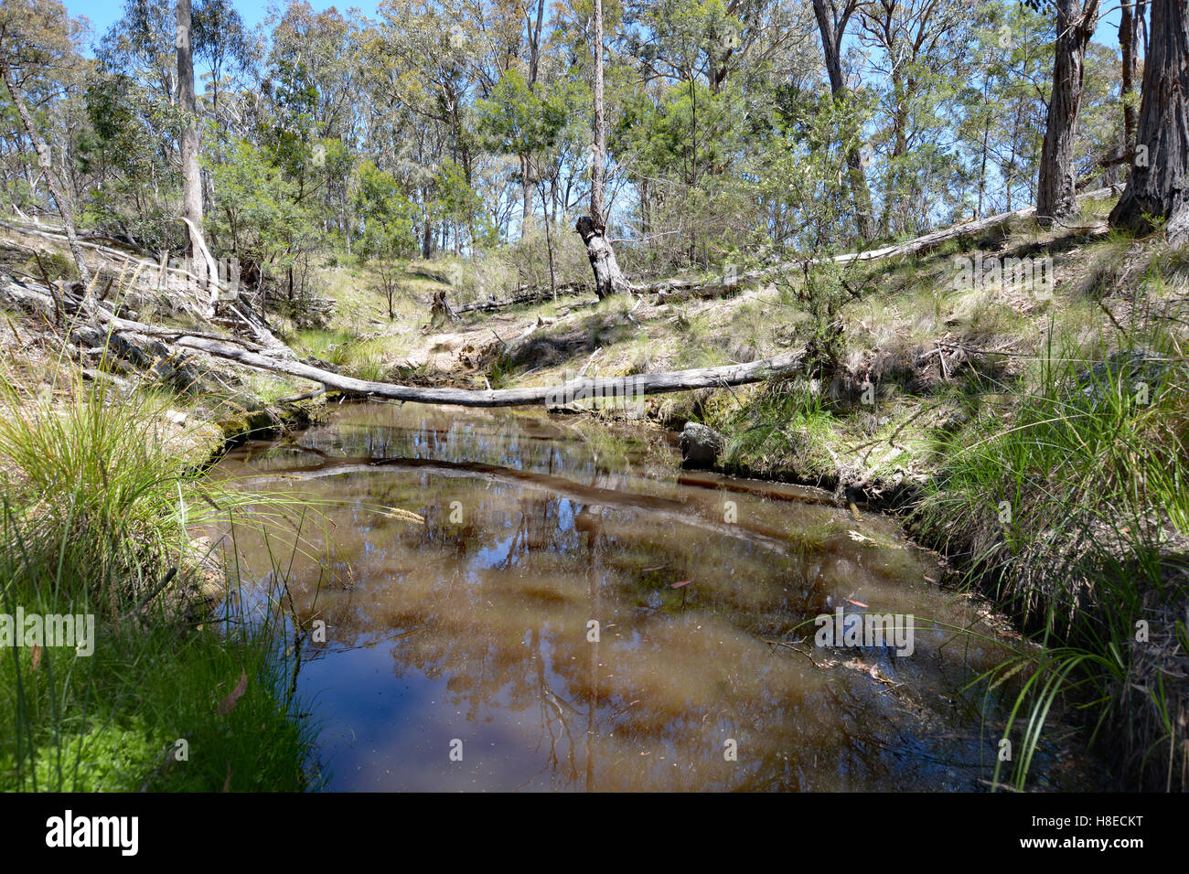 Outback australian creek billabong waterhole hi-res stock photography ...