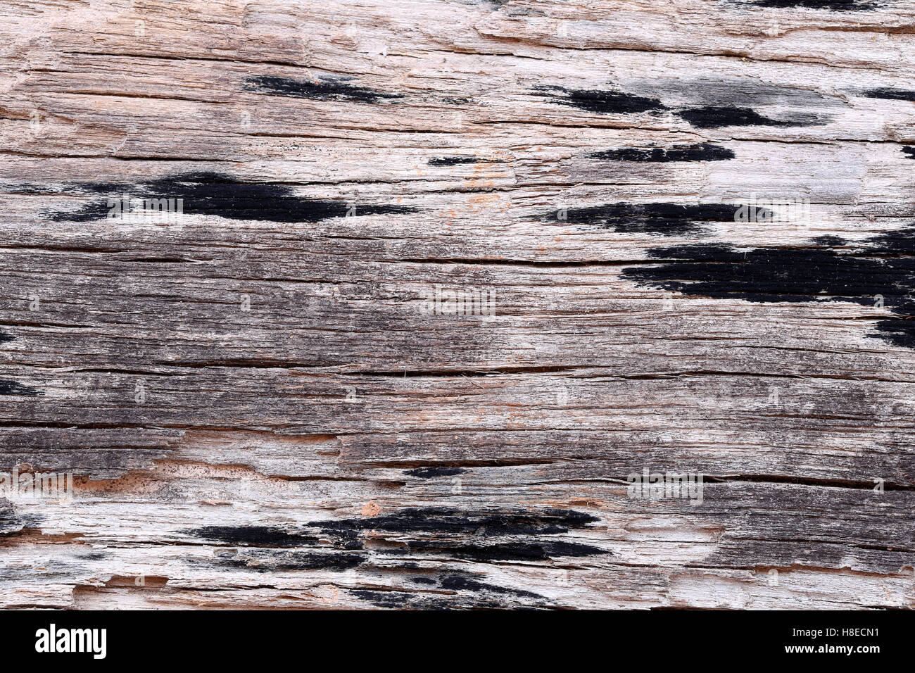 Old wood texture for the design background Stock Photo - Alamy
