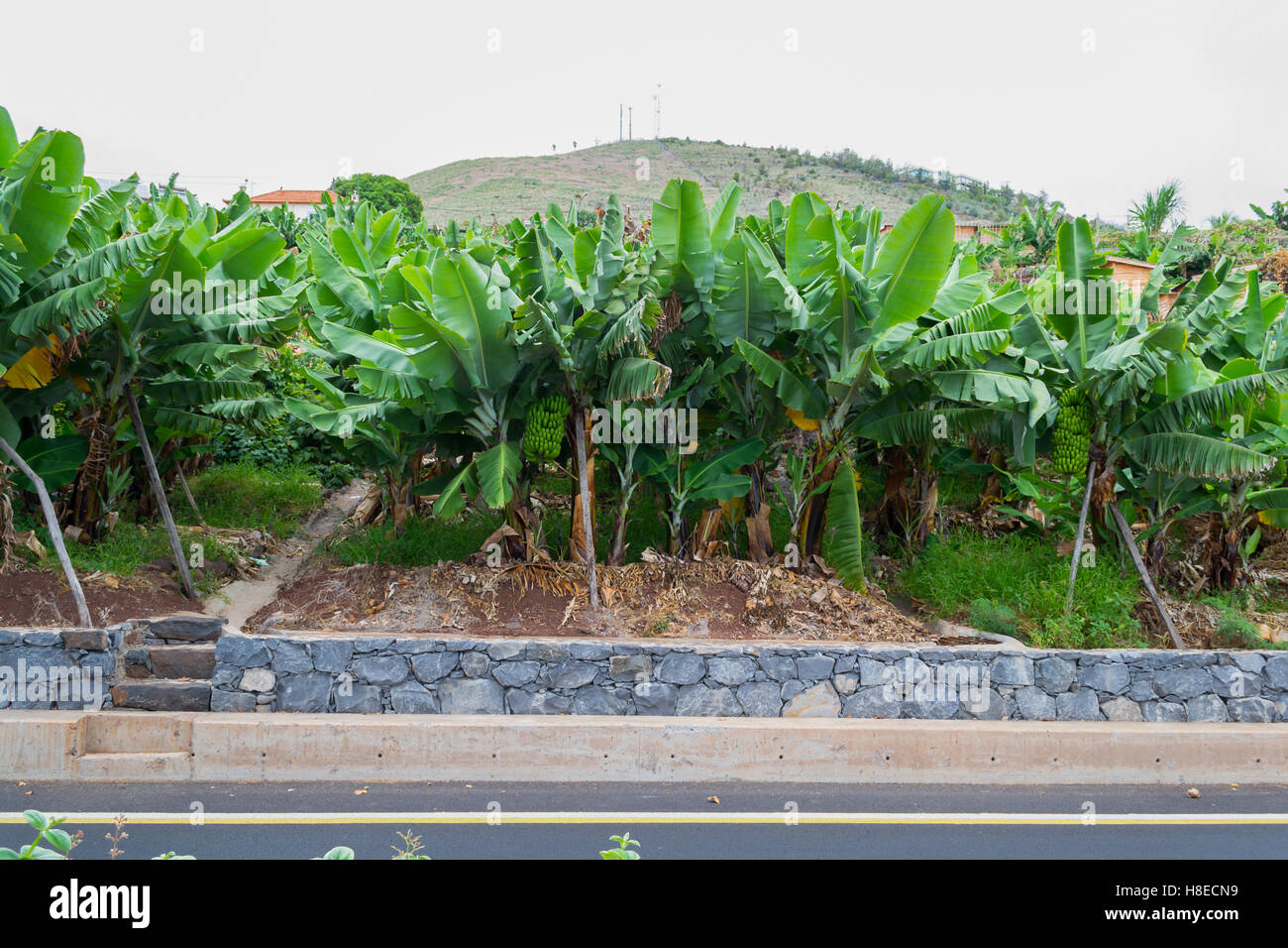Musa plant in Funchal, Madeira. Growing bananas on a plant if front of ...