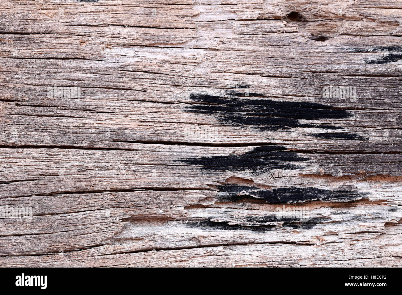 Old wood texture for the design background Stock Photo - Alamy