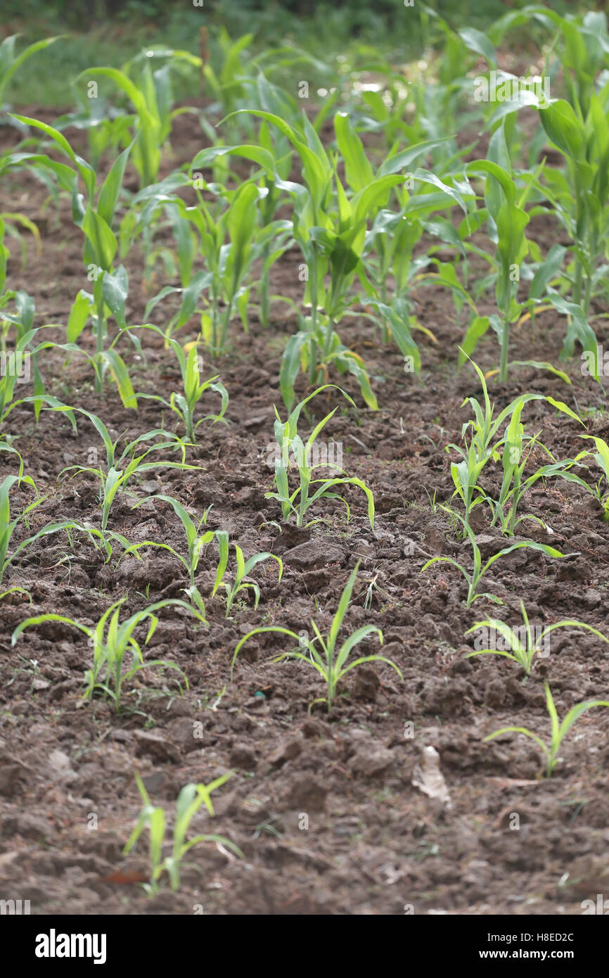 Seedlings of corn in farming area for concept of agriculture and ...
