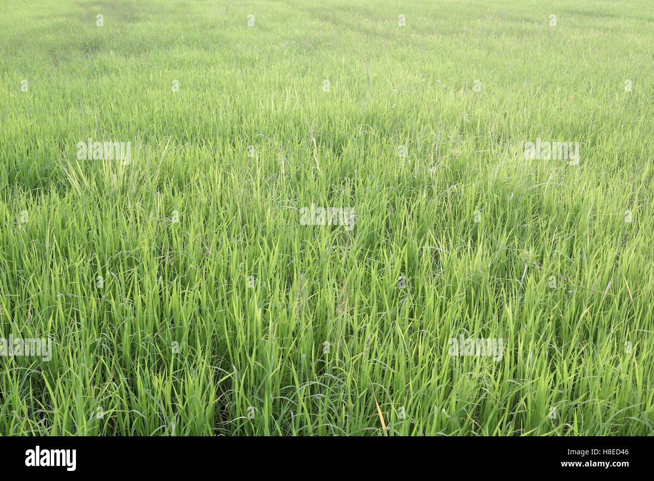 Bright green rice plant in farming area for design nature background ...