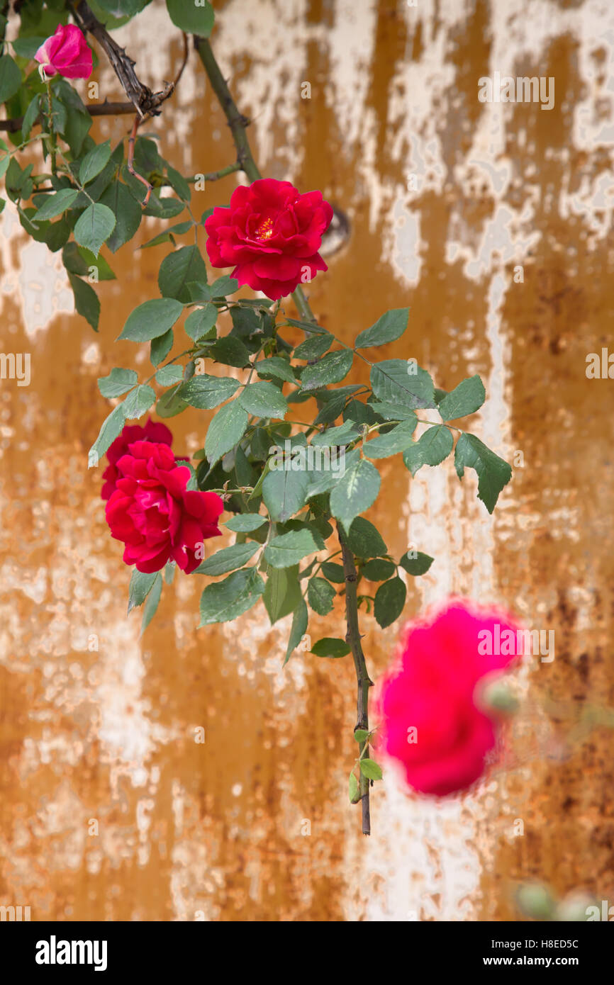 Kyrgyzstan roses in Naryn Stock Photo - Alamy