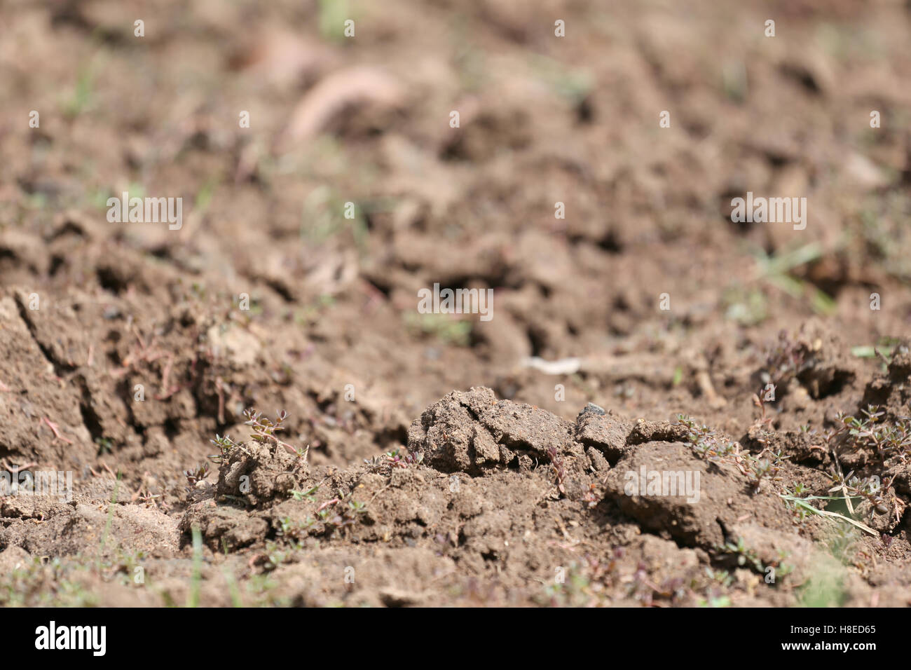 Soil placement hi-res stock photography and images - Alamy