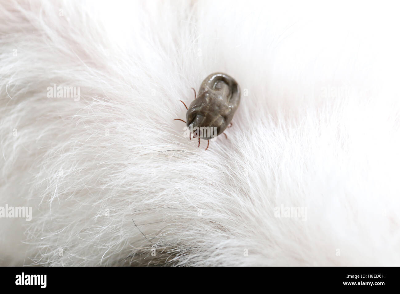 Big ticks on dog hi-res stock photography and images - Alamy