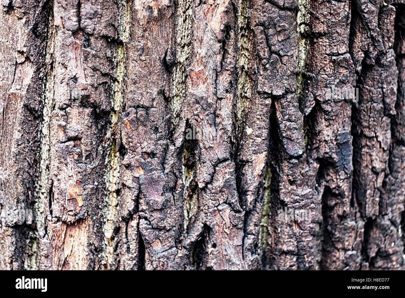 background tree texture Stock Photo - Alamy