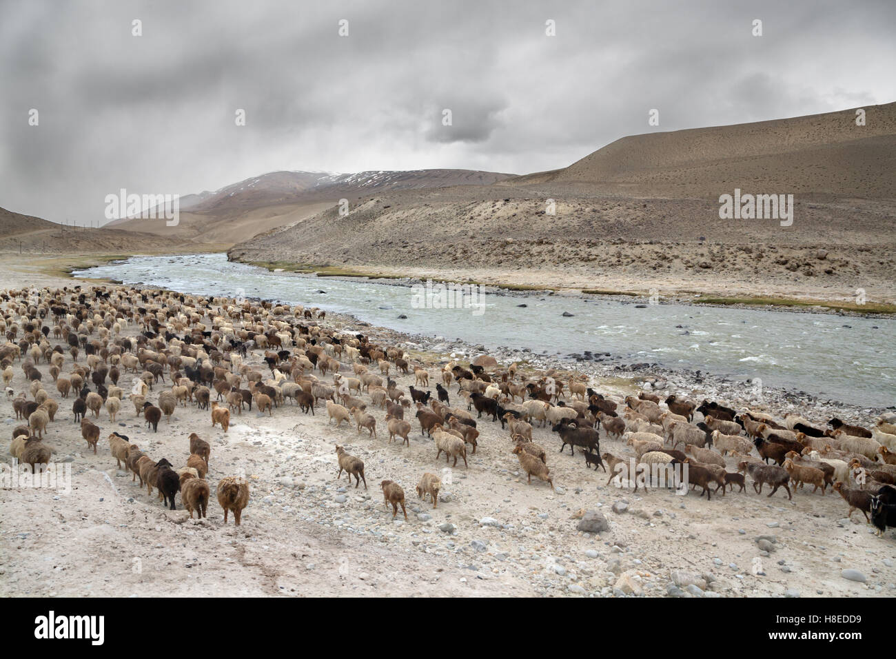 Landscape and sheeps in Wakhan valley - Tajikistan side - GBAO province ...