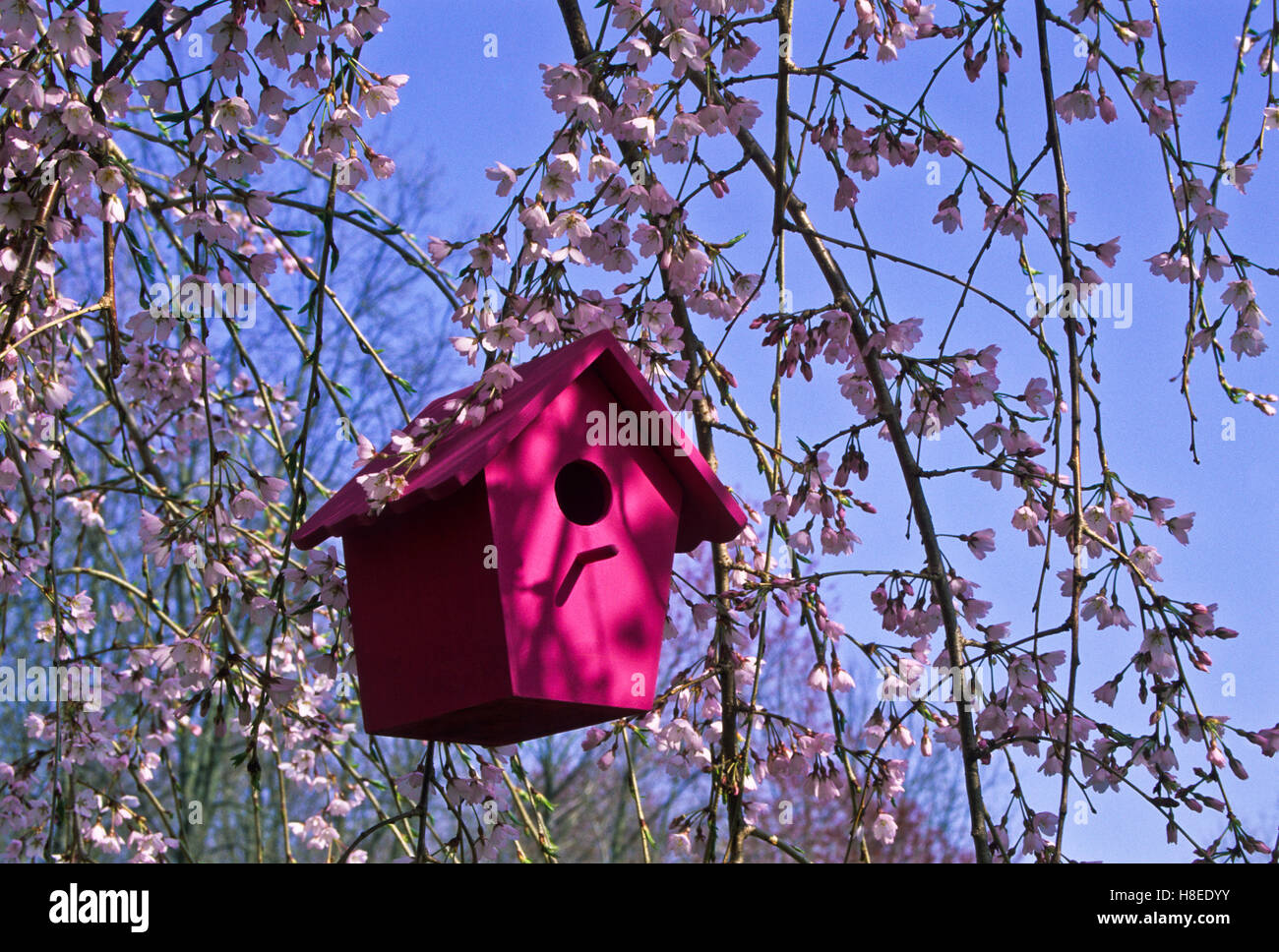 Colourful bird boxes hi-res stock photography and images - Alamy