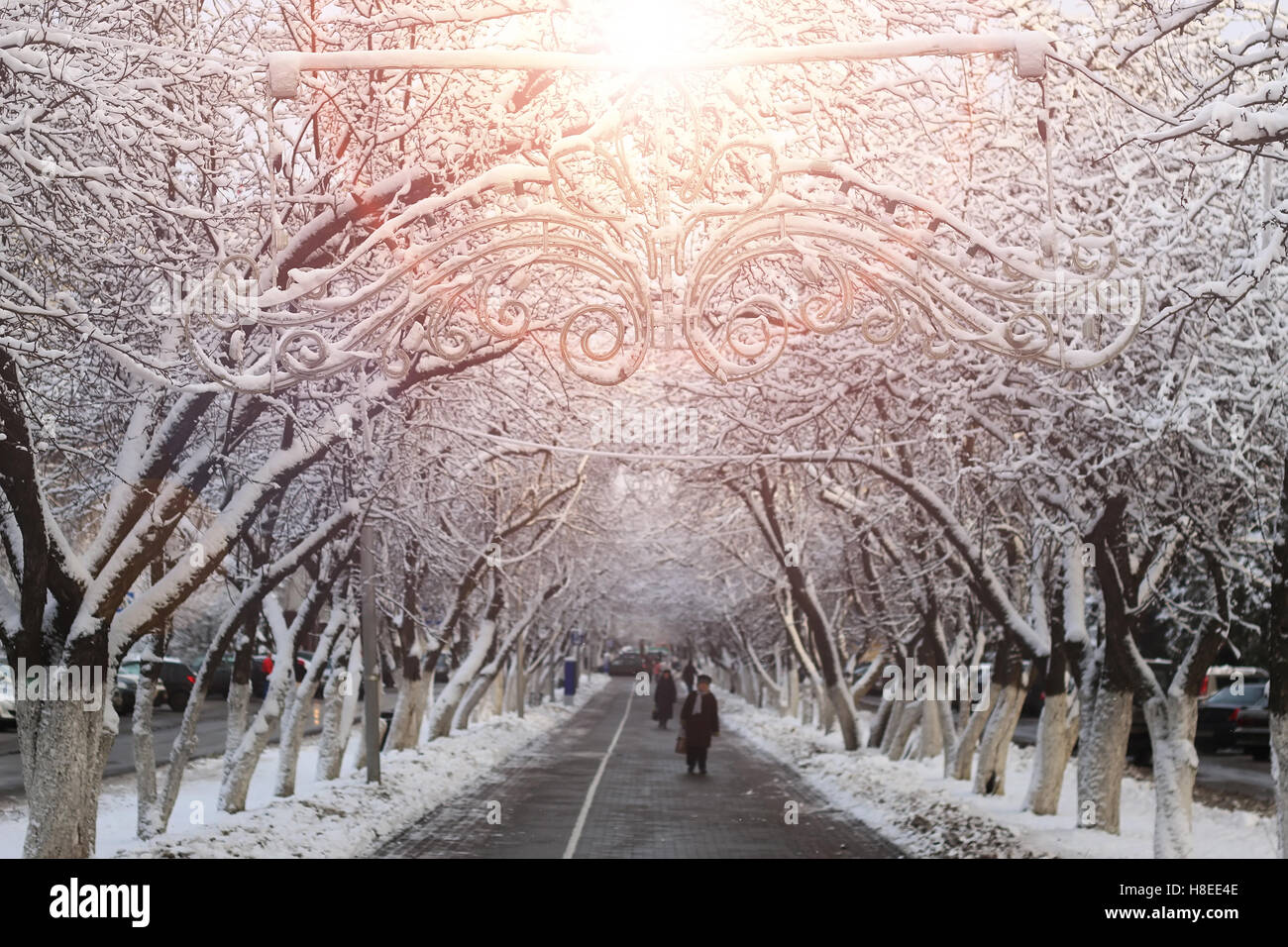 pedestrian way tree winter Stock Photo - Alamy