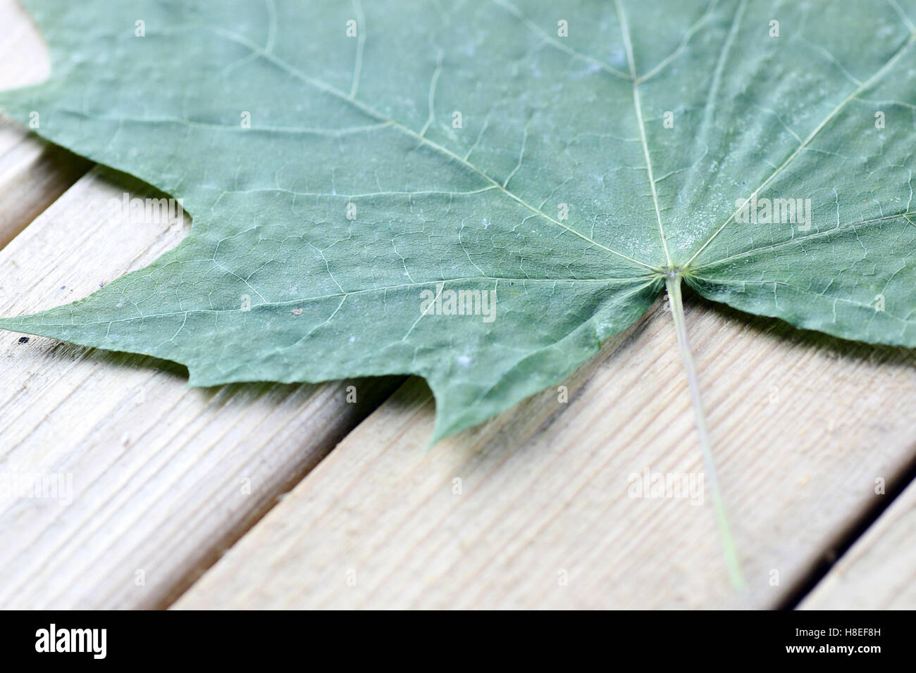 One maple leaf Stock Photo - Alamy