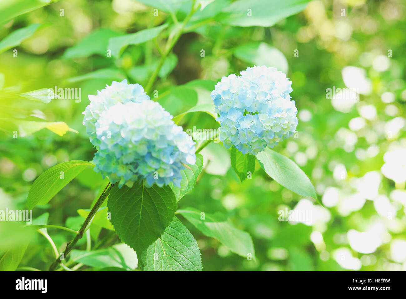 Hydrangea flowers in full bloom Stock Photo - Alamy