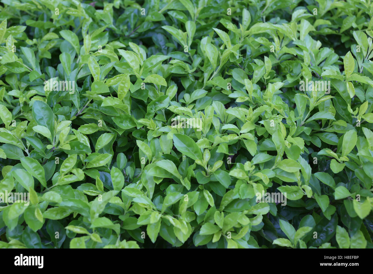 bright green leaves of tropical plants in the public park for natural ...