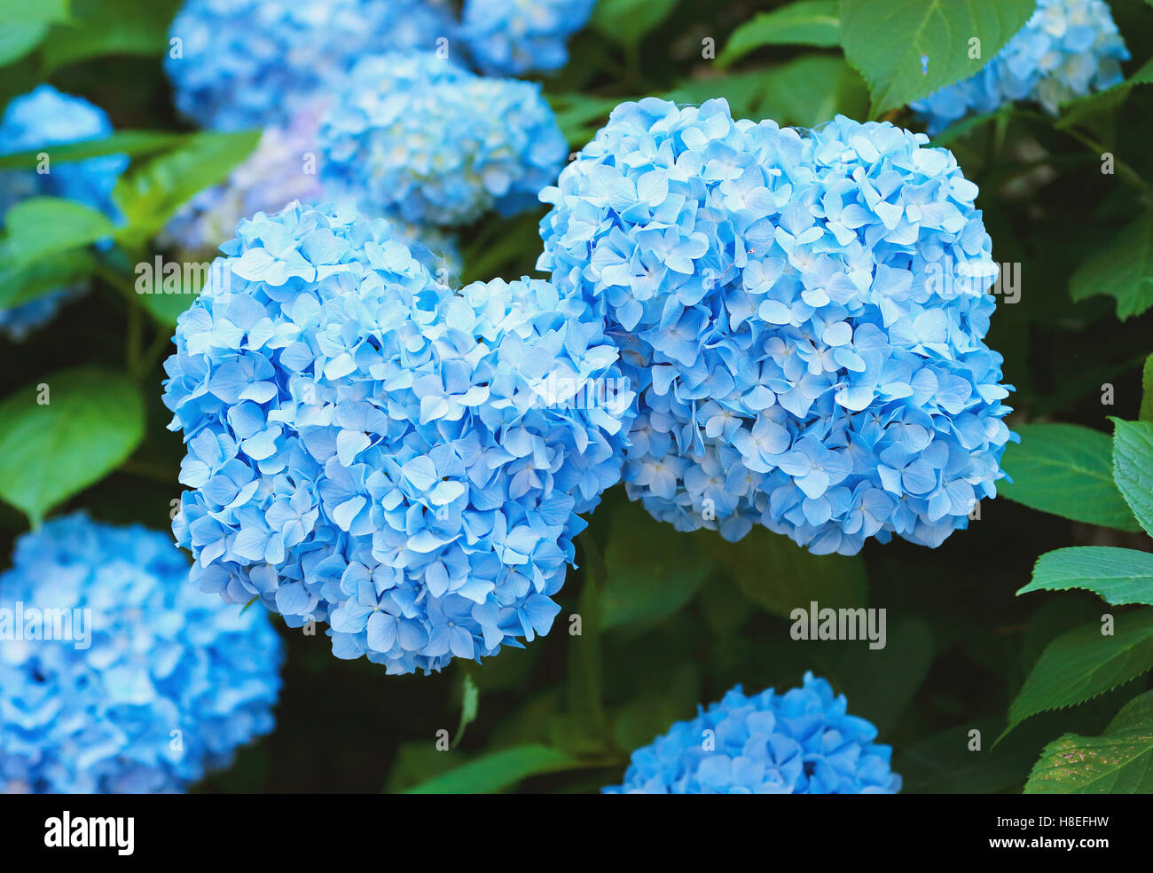 Hydrangea flowers in full bloom Stock Photo - Alamy
