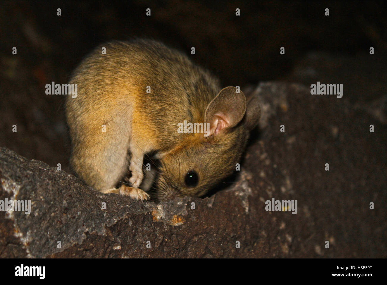 Dessert Mouse at night in Fossil Falls, California Stock Photo - Alamy