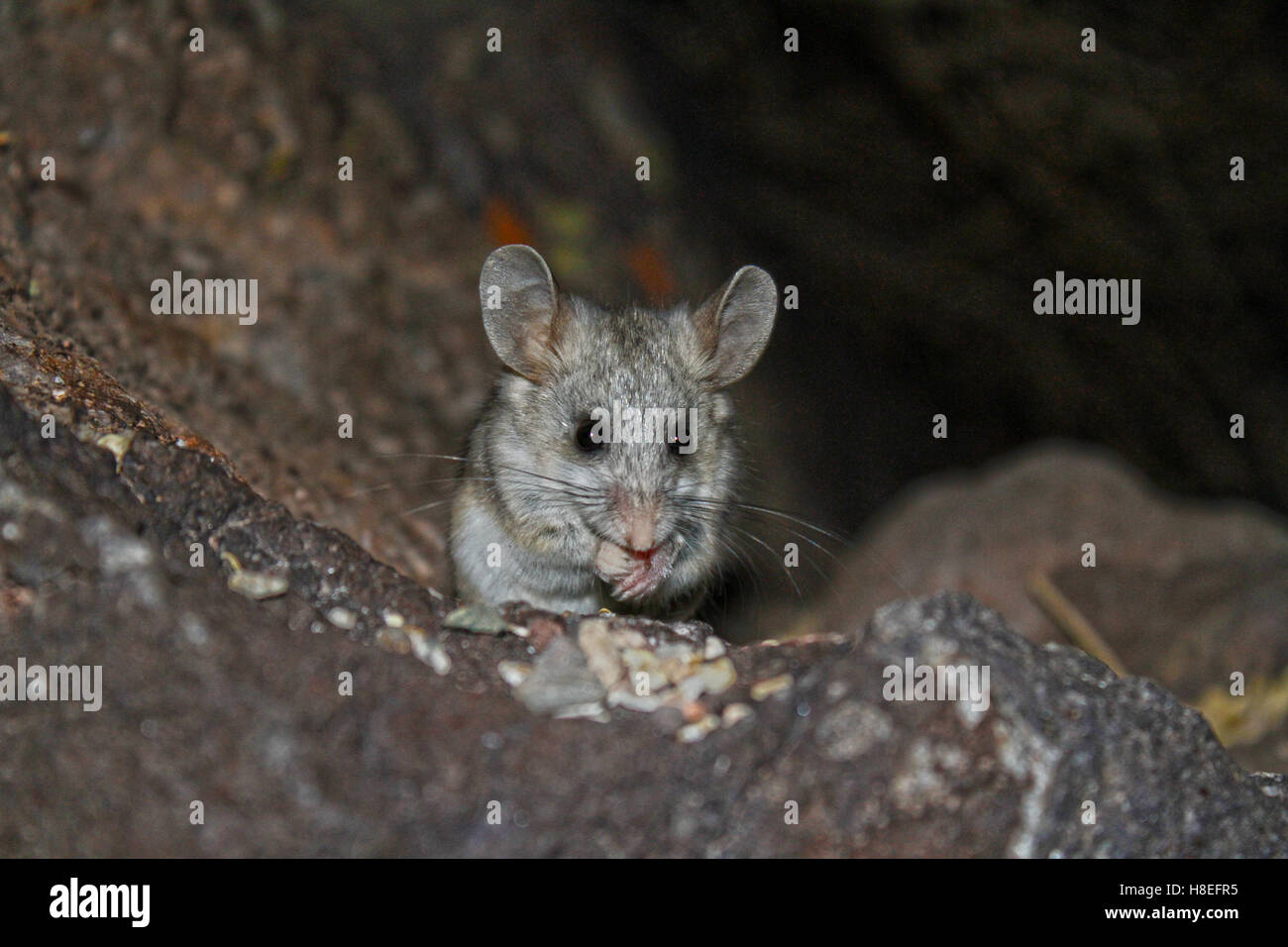 Dessert Mouse at night in Fossil Falls, California Stock Photo - Alamy