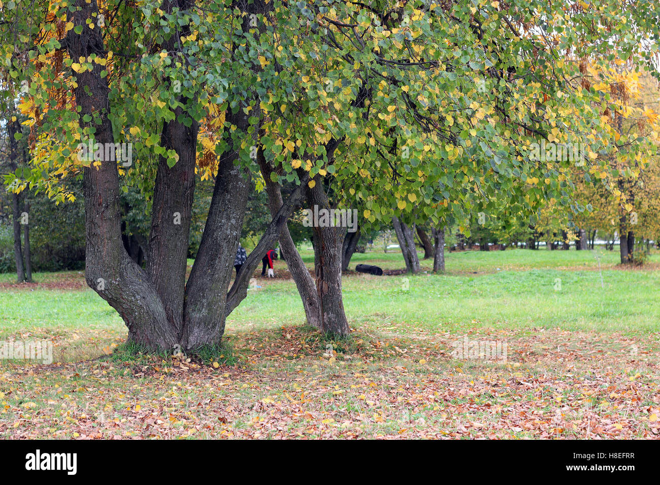 Park landscape lonely tree Stock Photo - Alamy