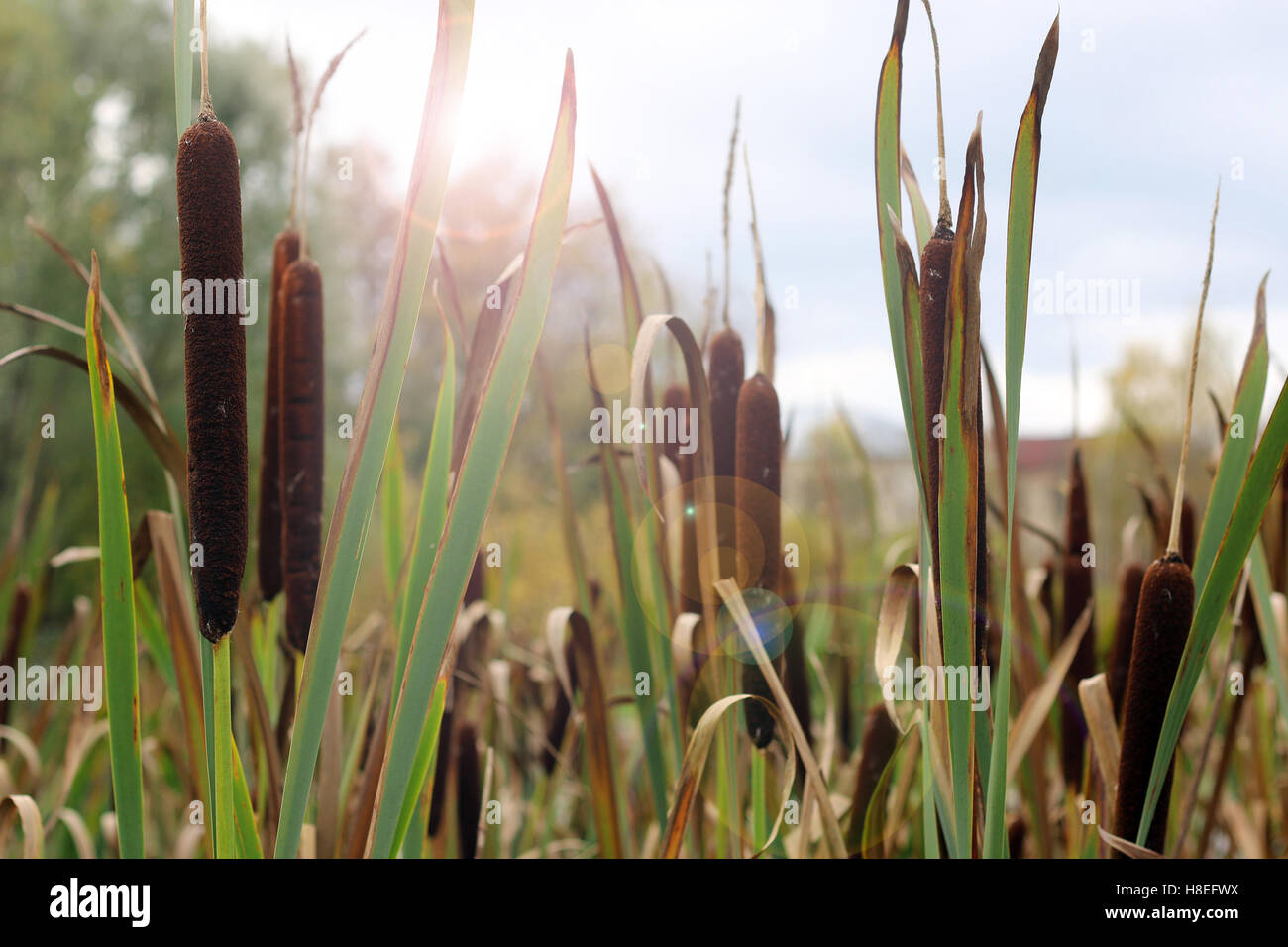 reed cane background Stock Photo - Alamy