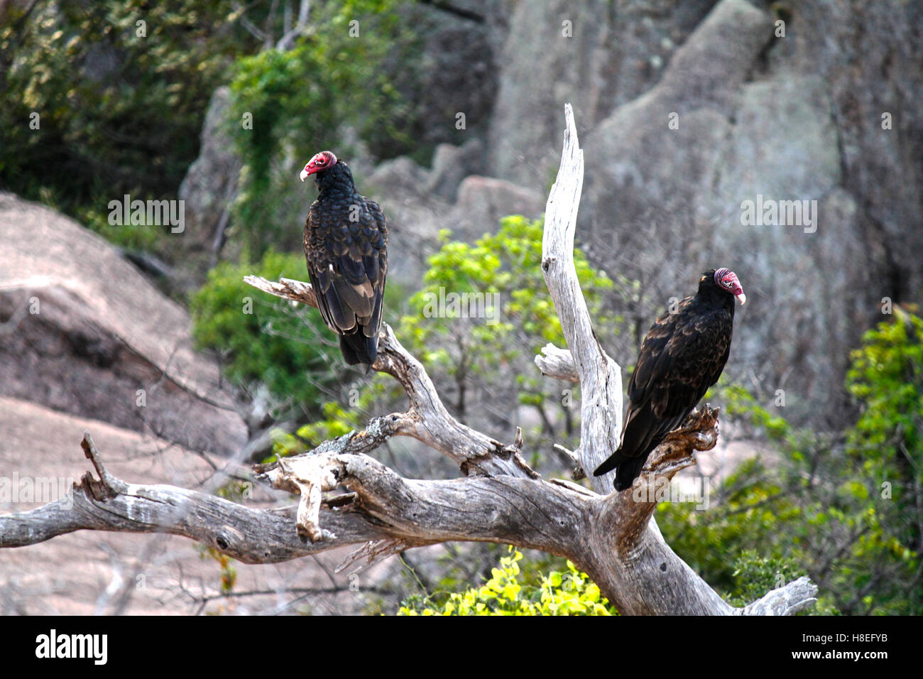 Texas parks and wildlife hi-res stock photography and images - Alamy