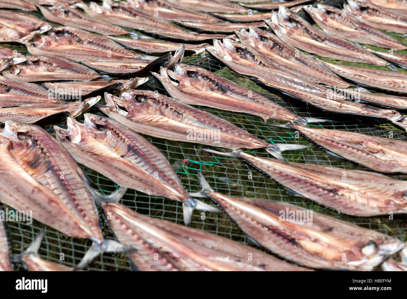 Sun dried fish Stock Photo - Alamy