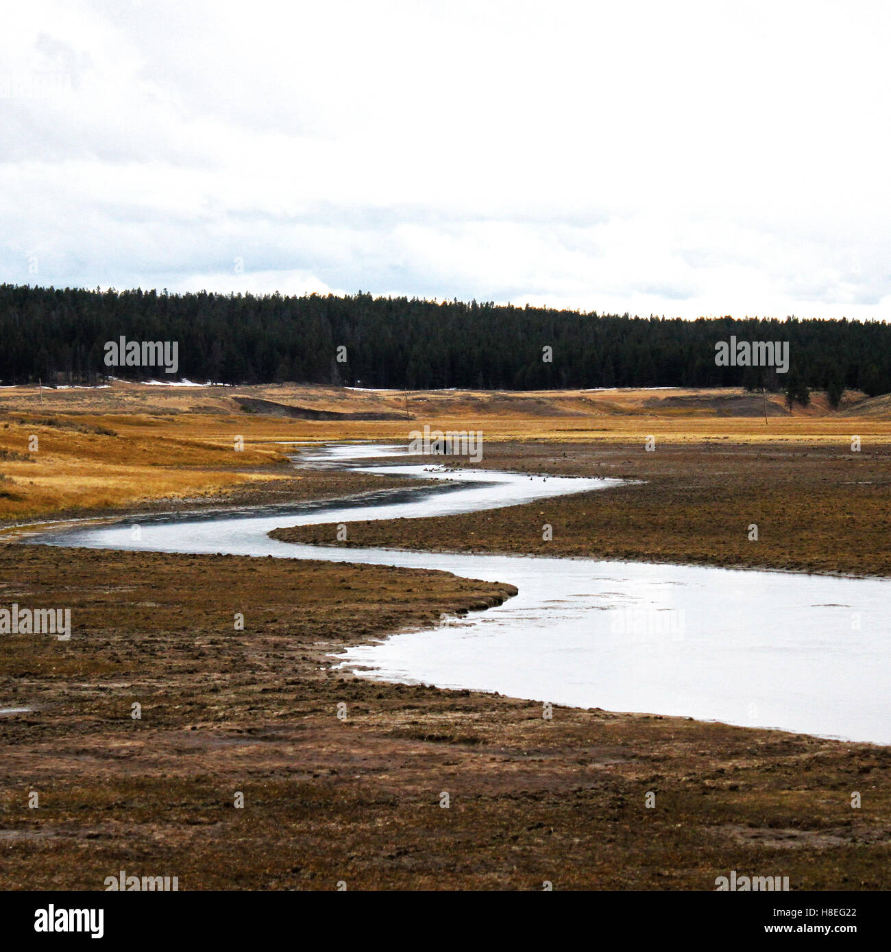 Yellowstone buffalo hi-res stock photography and images - Alamy