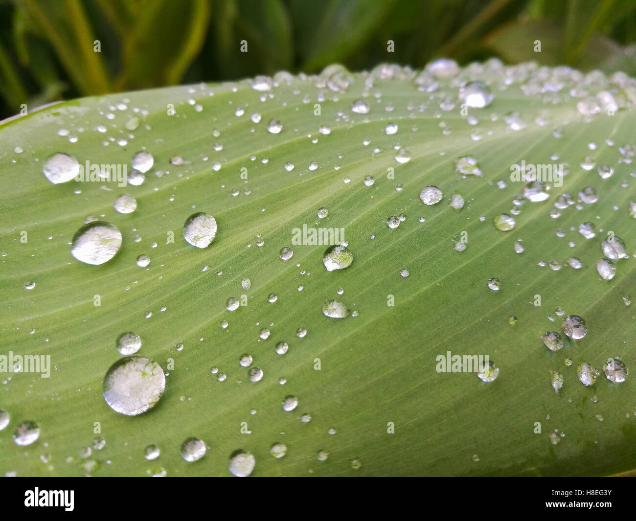 Green leaf with drop Stock Photo - Alamy
