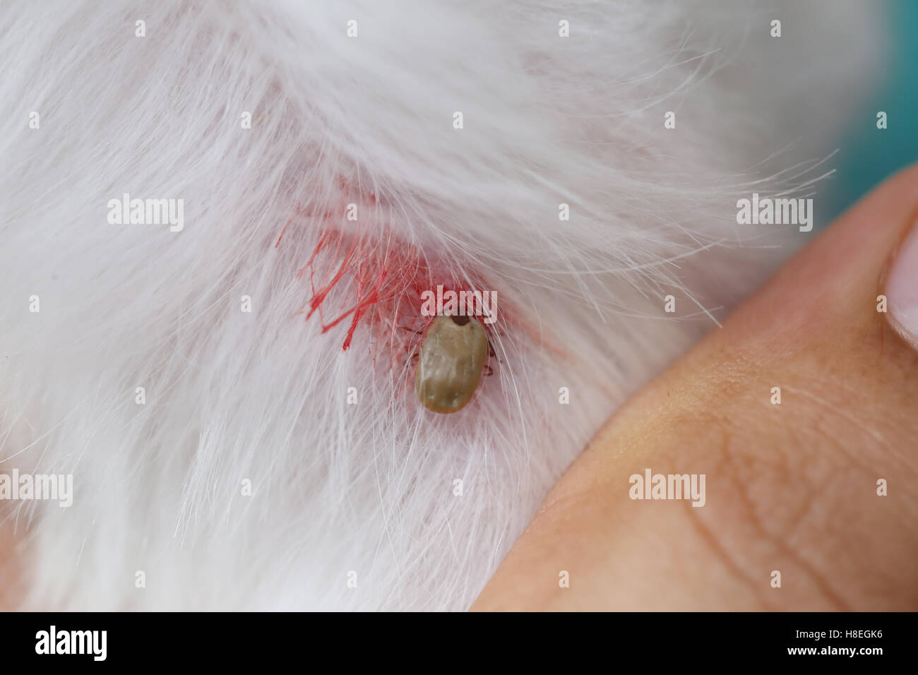 Big Ticks on a dog in cleaning,insects crawling of disease in pets ...