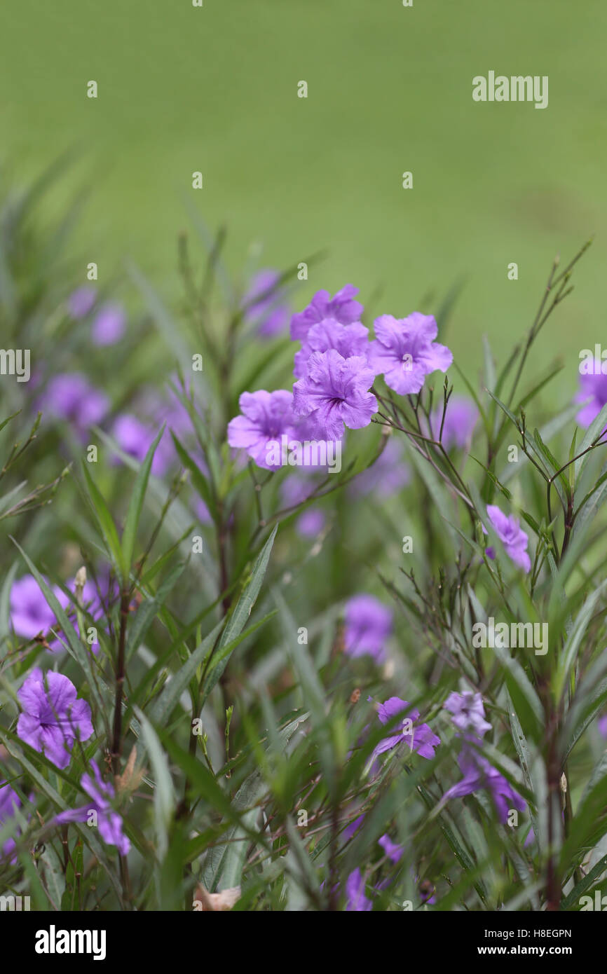 Beautiful of purple Ruellia tuberosa flower or popping pod bloom in ...