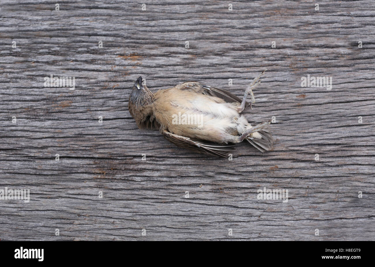 Dead bird on the wooden floor Pollution from a factory Industry ...
