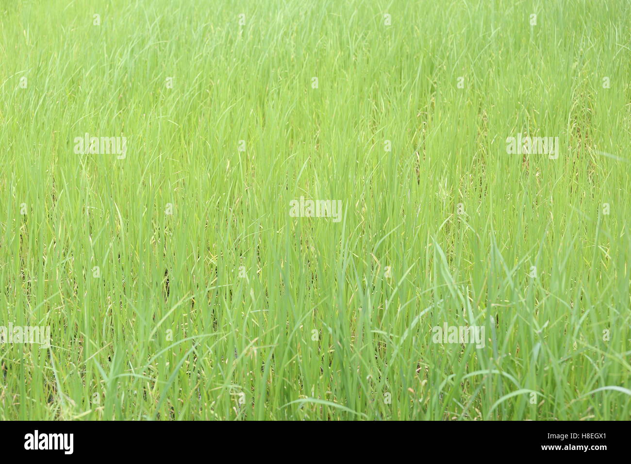 Green rice plant in farmland at rural for nature designs background ...