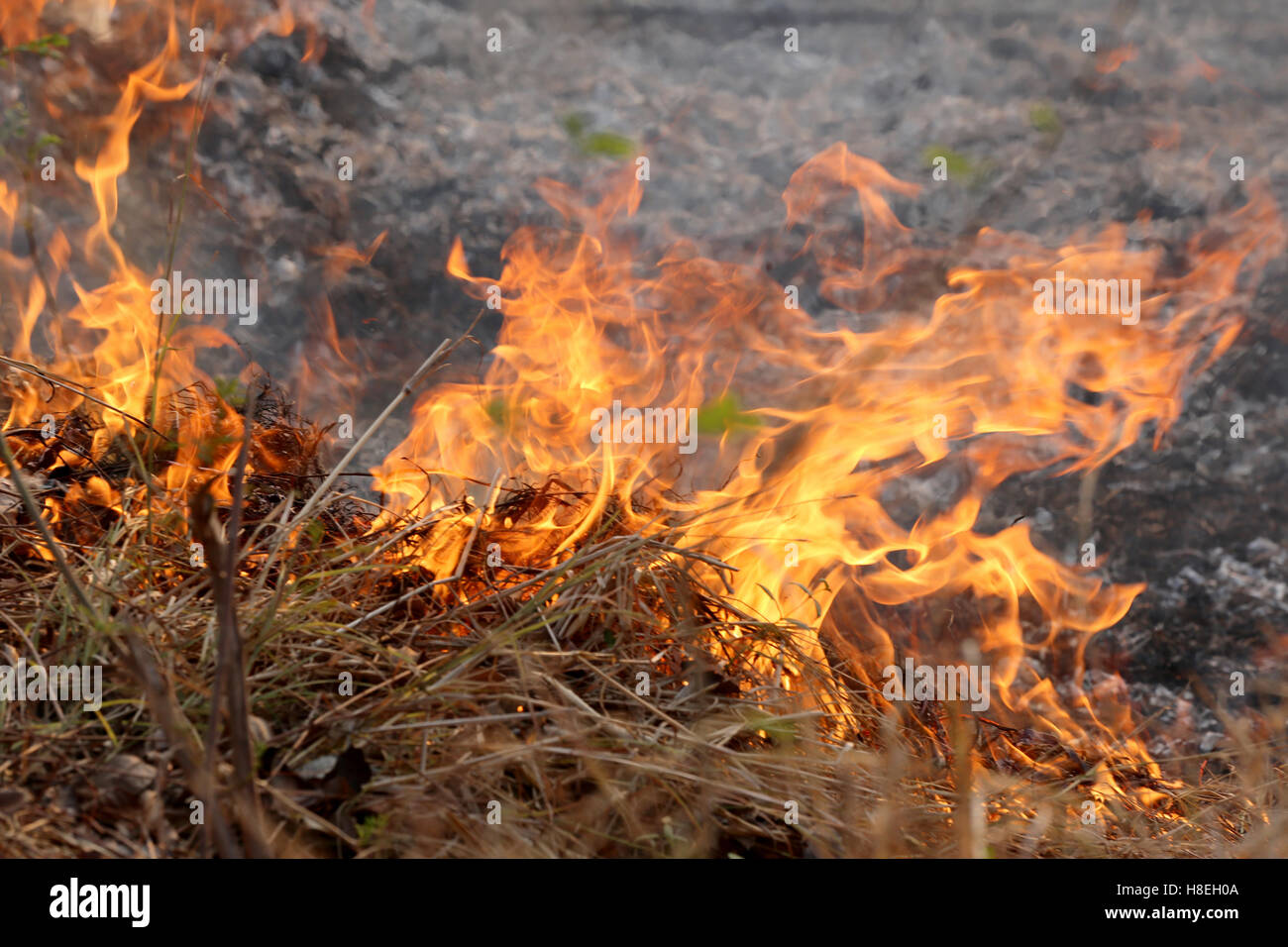 Summer wildfires burning in the Forest at rural area of Khon Kaen ...