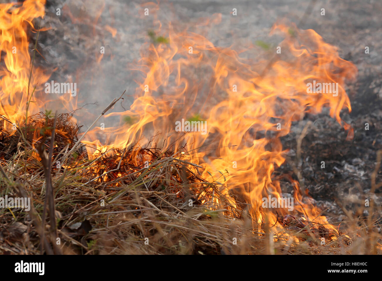 Summer wildfires burning in the Forest at rural area of Khon Kaen ...