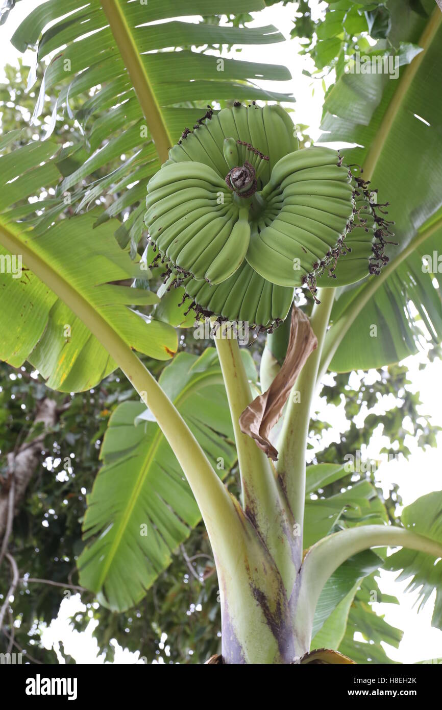 Raw banana MUSACEAE of tropical fruit (Teppanom) on tree in the ...