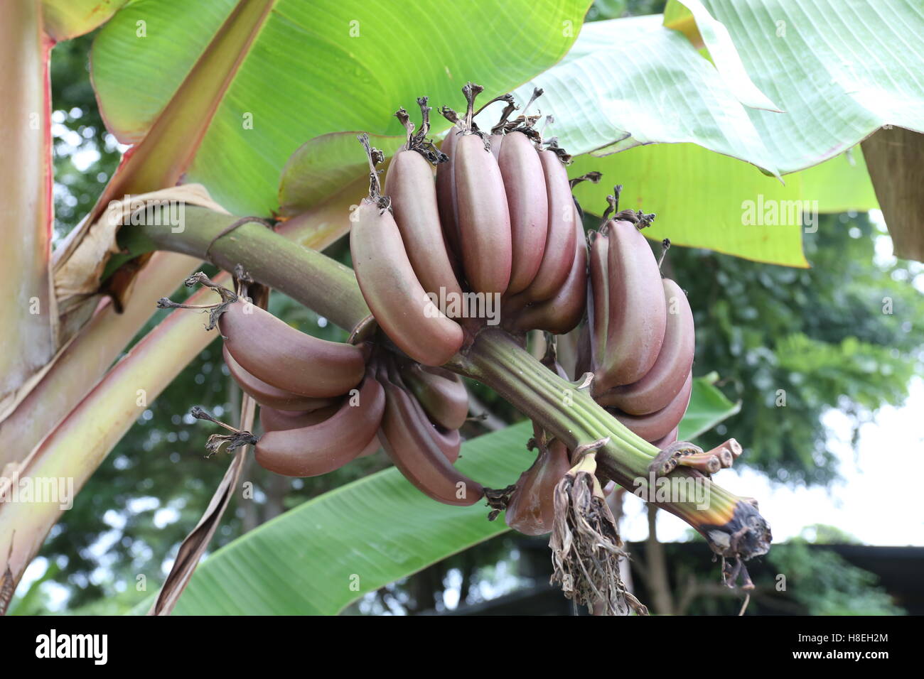 Raw Musa banana of tropical fruit (Nark banana) on tree in the Orchards ...