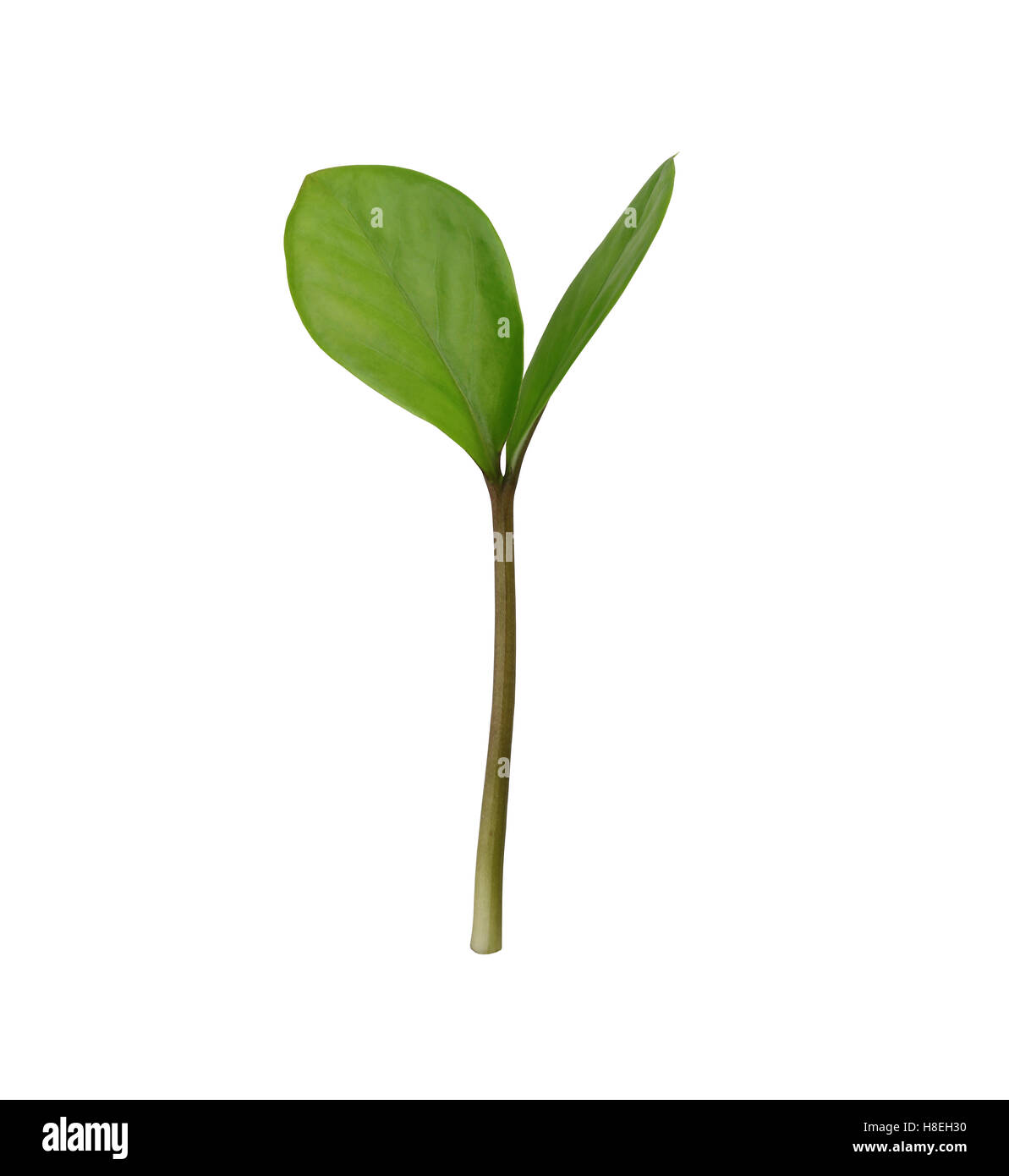 Green sprout tree isolated on white background and have clipping paths ...