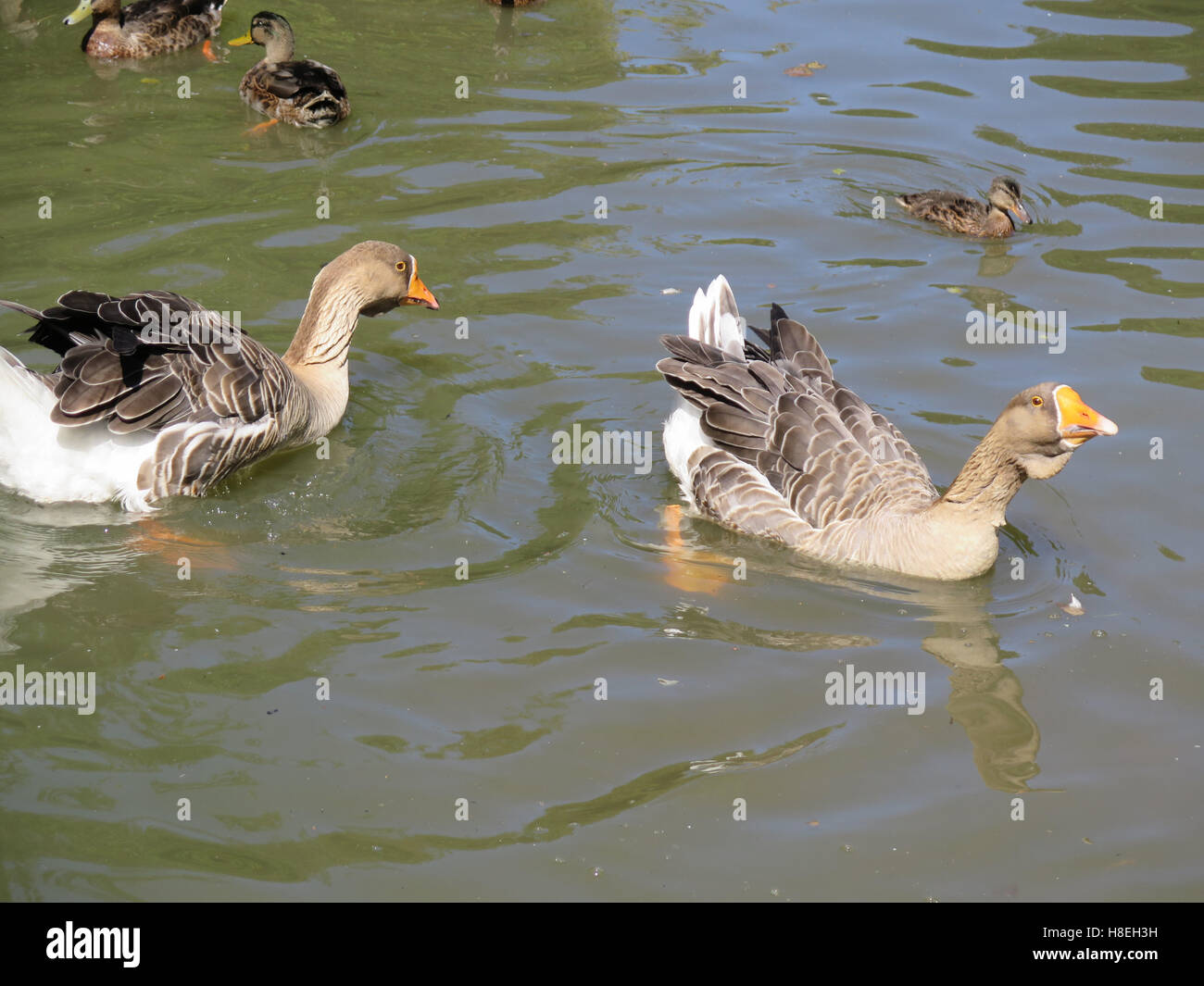 Gray Goose Pair High Resolution Stock Photography and Images - Alamy