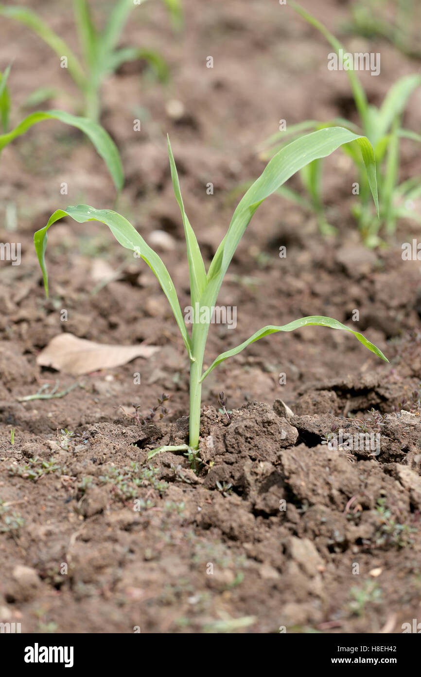 Seedlings of corn in farming area for concept of agriculture and ...